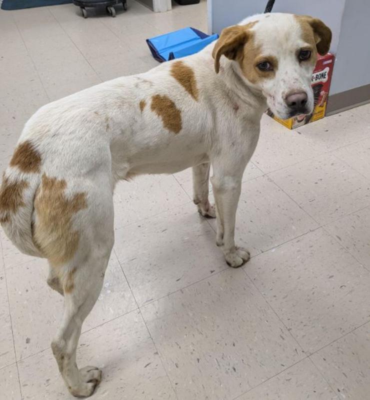 Lee County Animal Services Stray or Lost Animal Search Results