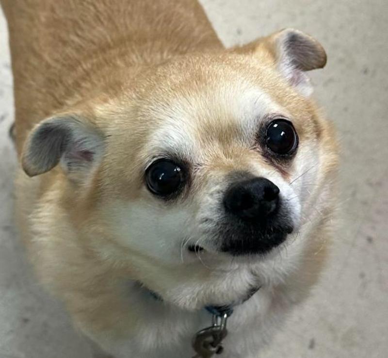 Lee County Animal Services Adoption Search Results