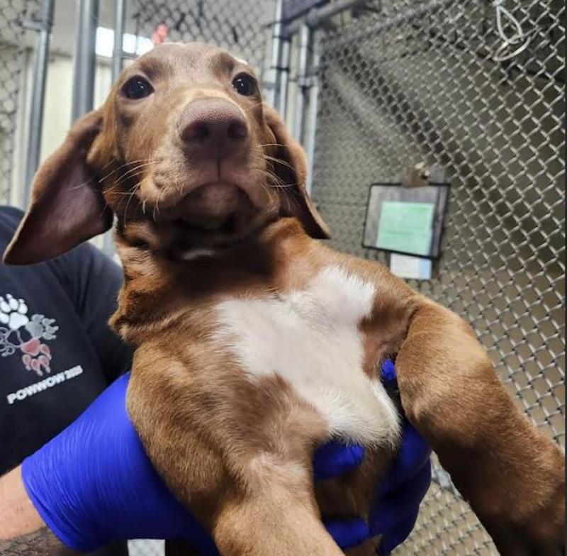 Lee County Animal Services Adoption Search Results