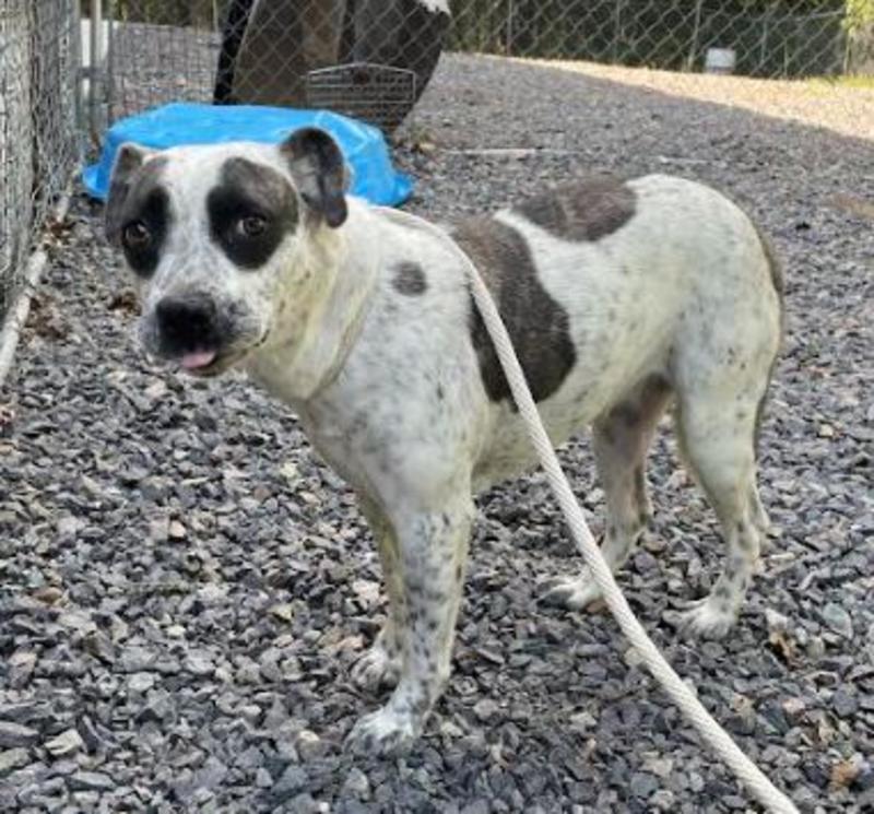 Lee County Animal Services Adoption Search Results