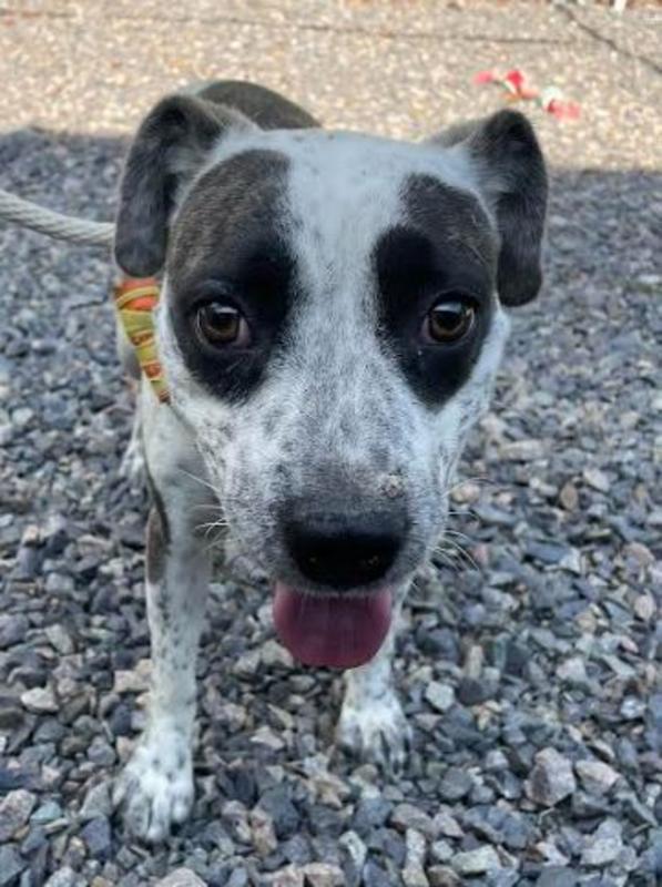 Lee County Animal Services Adoption Search Results