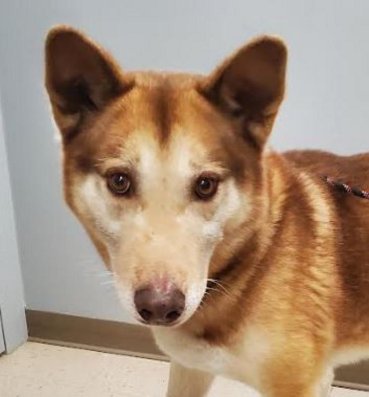 Lee County Animal Services Adoption Search Results
