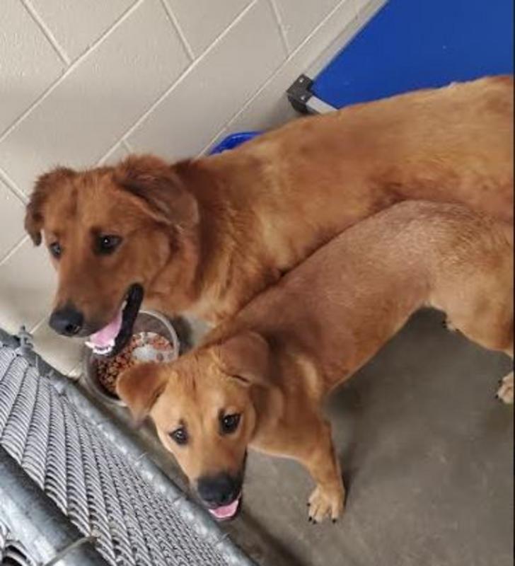 Lee County Animal Services Adoption Search Results