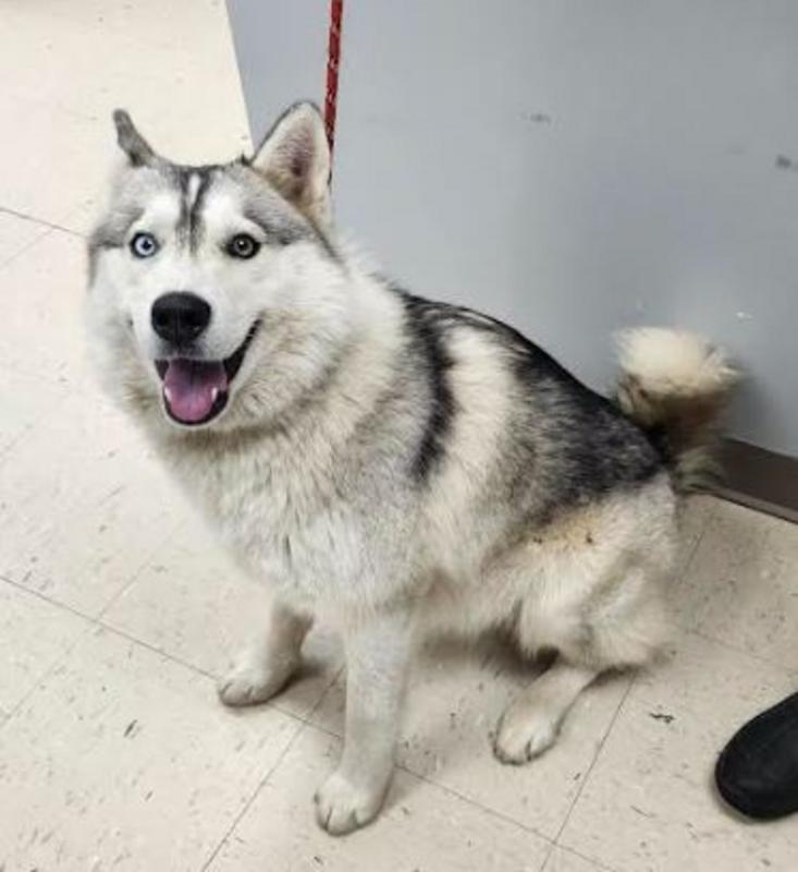 Lee County Animal Services Adoption Search Results