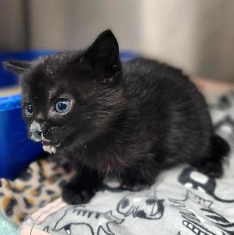 Lee County Animal Services Adoption Search Results