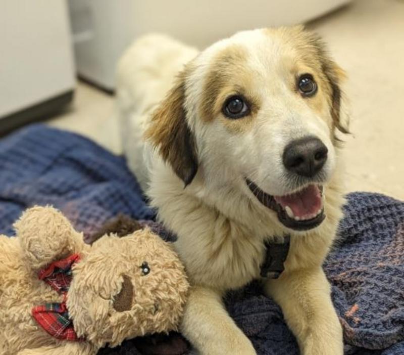Lee County Animal Services Stray or Lost Animal Search Results