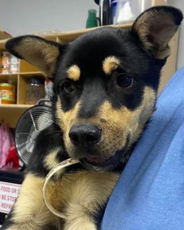 Lee County Animal Services Adoption Search Results