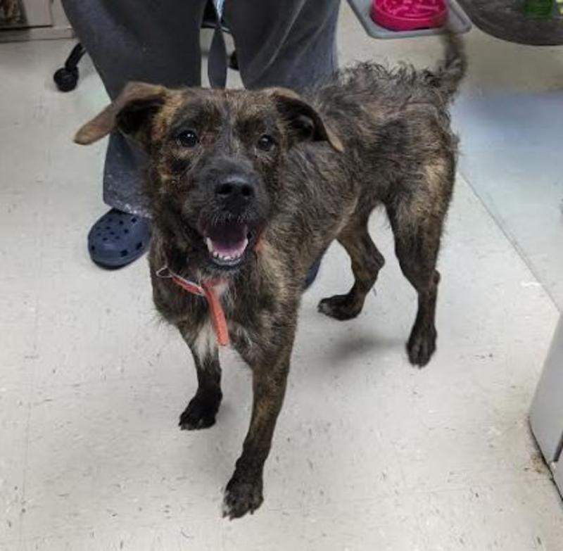 Lee County Animal Services Stray or Lost Animal Search Results