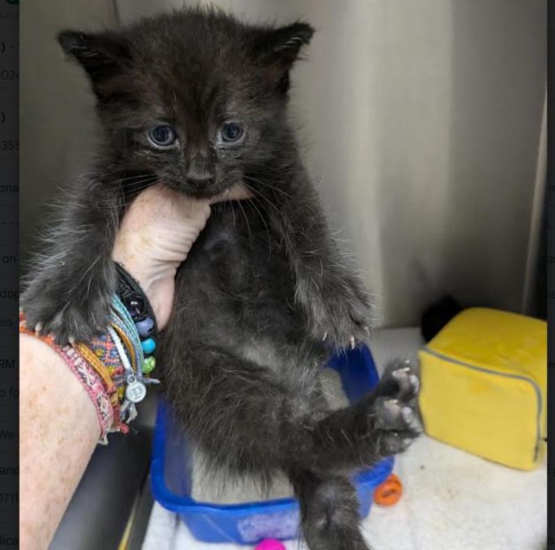 Lee County Animal Services Adoption Search Results
