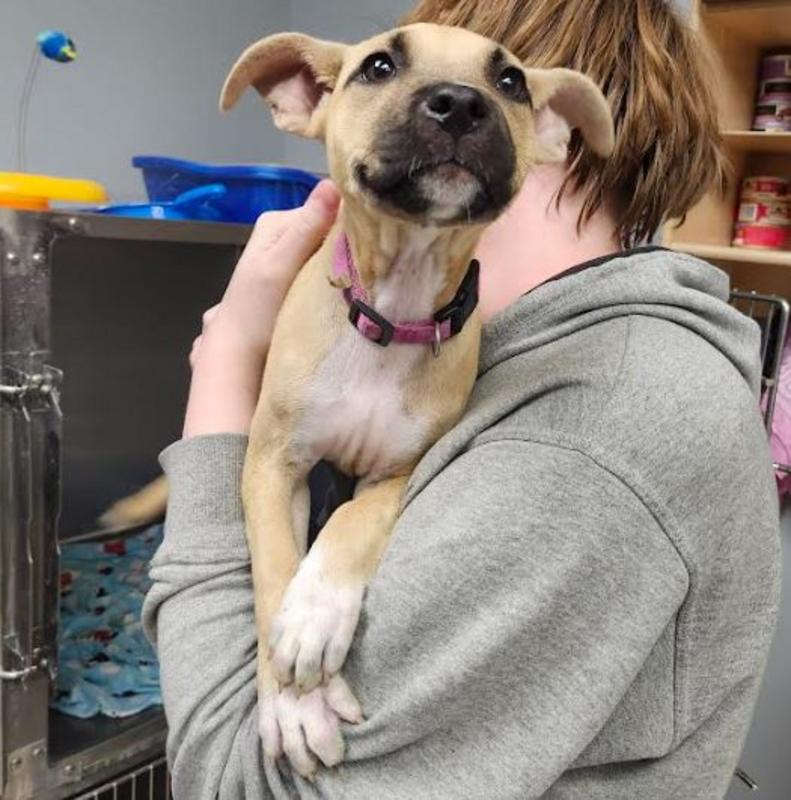 Lee County Animal Services Stray or Lost Animal Search Results