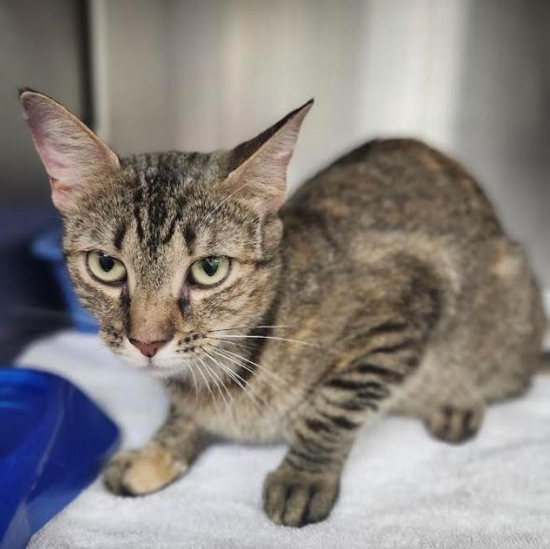 Lee County Animal Services Adoption Search Results