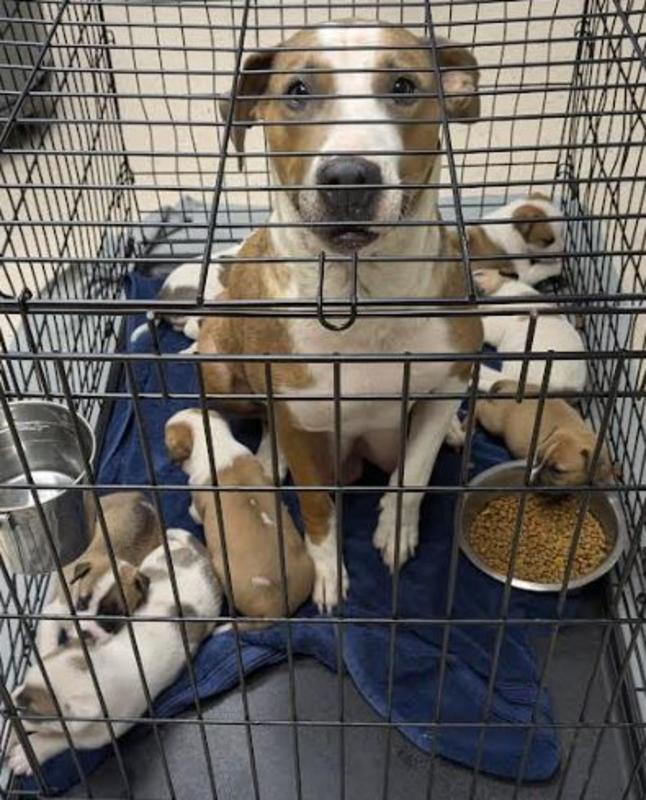 Lee County Animal Services Stray or Lost Animal Search Results