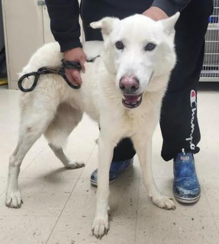 Lee County Animal Services Stray or Lost Animal Search Results