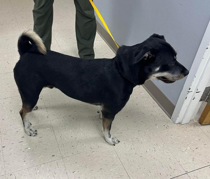 Lee County Animal Services Adoption Search Results