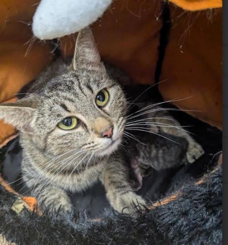 Lee County Animal Services Adoption Search Results