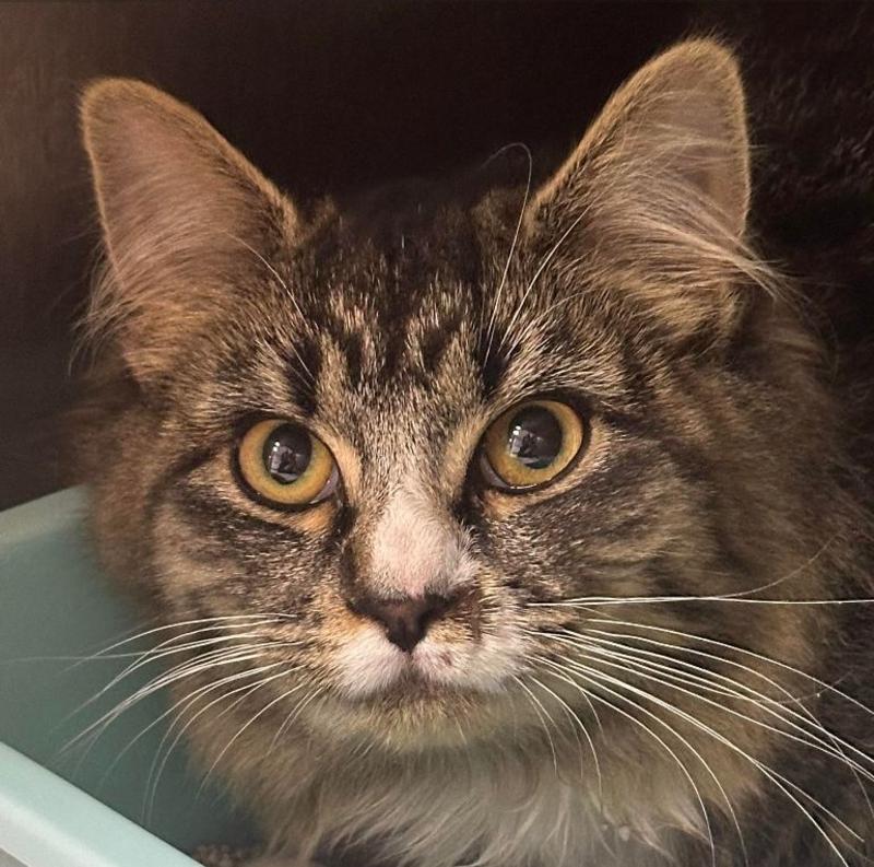 Lee County Animal Services Adoption Search Results