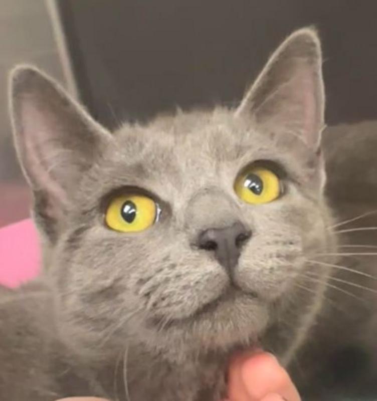Lee County Animal Services Adoption Search Results