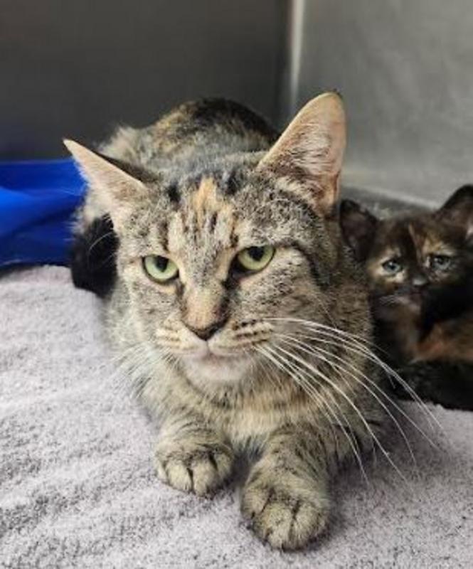 Lee County Animal Services Adoption Search Results