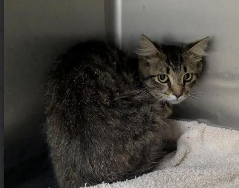 Lee County Animal Services Adoption Search Results