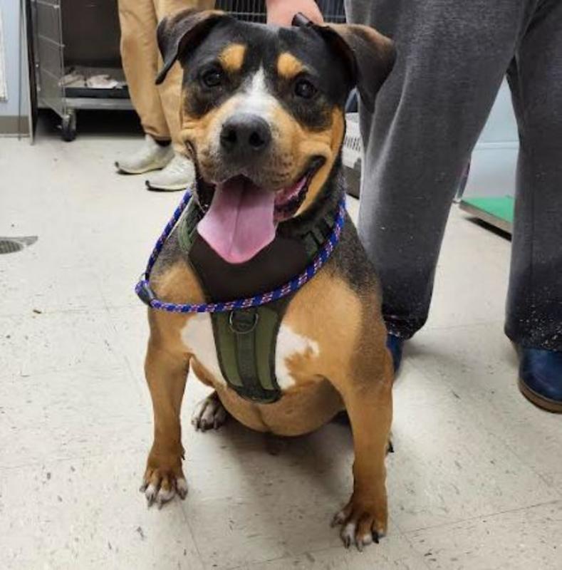 Lee County Animal Services Adoption Search Results