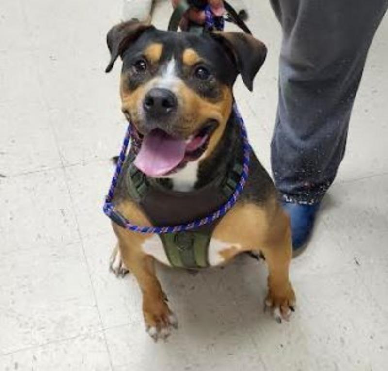 Lee County Animal Services Adoption Search Results