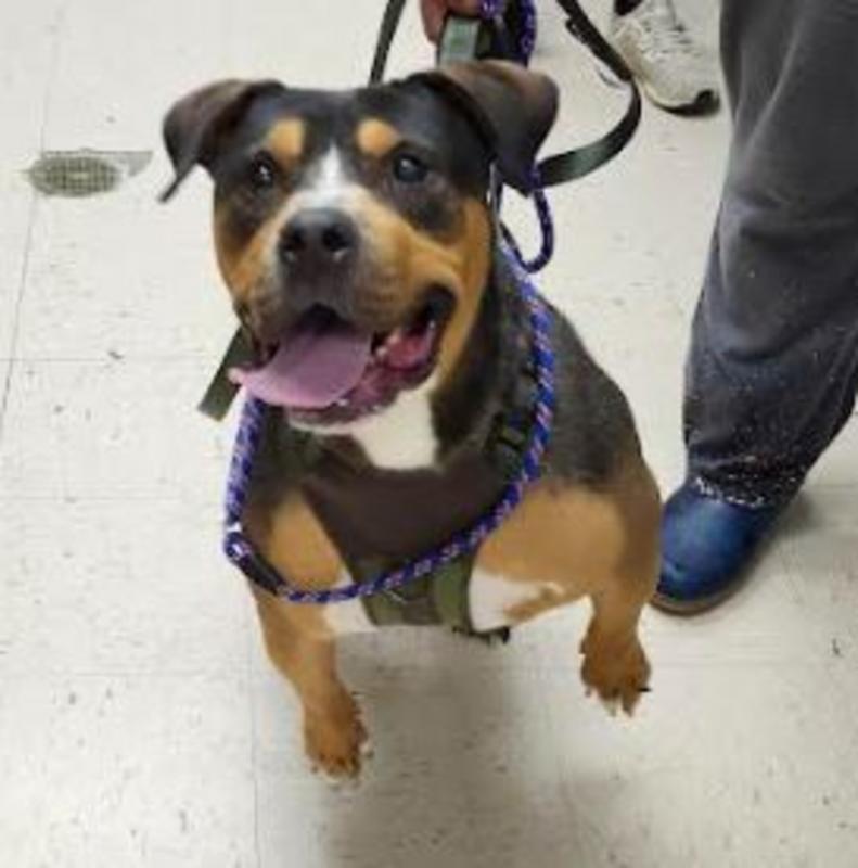 Lee County Animal Services Adoption Search Results