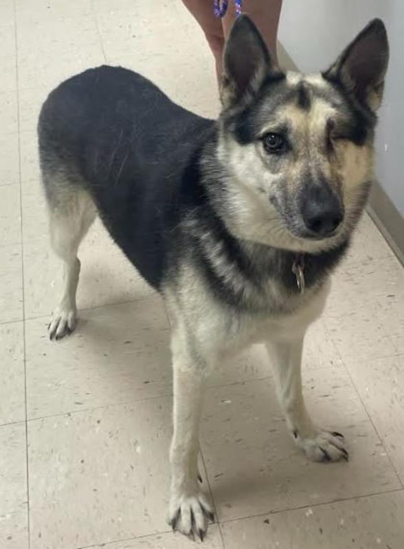 Lee County Animal Services Adoption Search Results