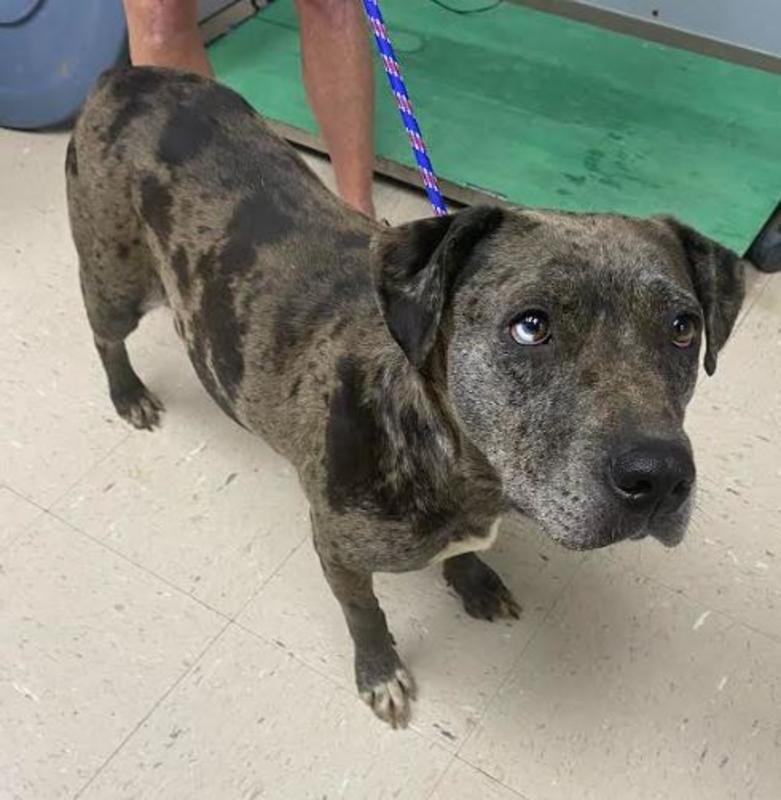 Lee County Animal Services Adoption Search Results