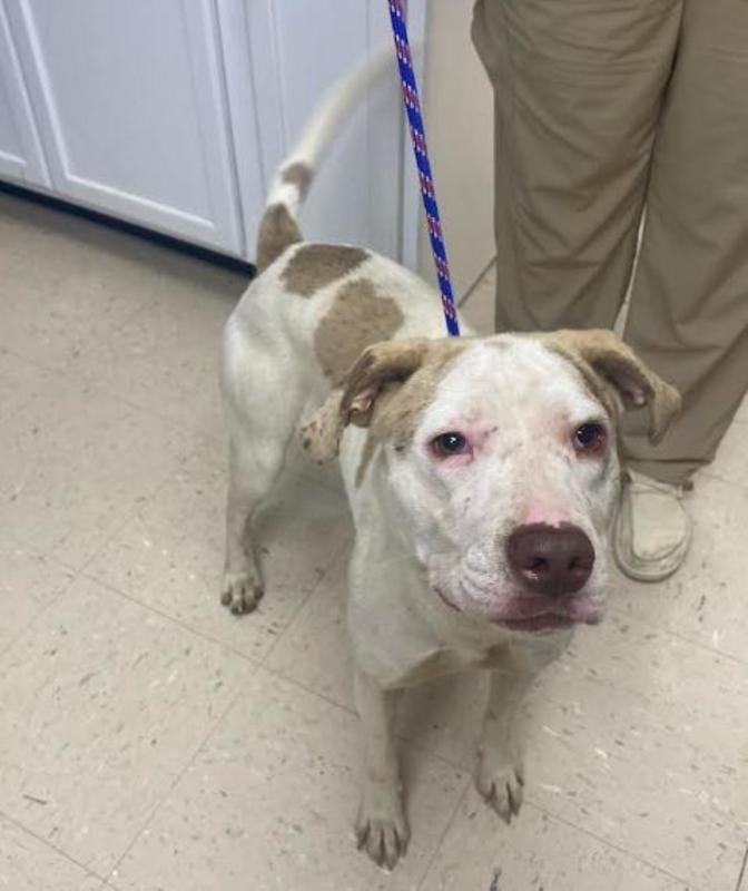 Lee County Animal Services Adoption Search Results