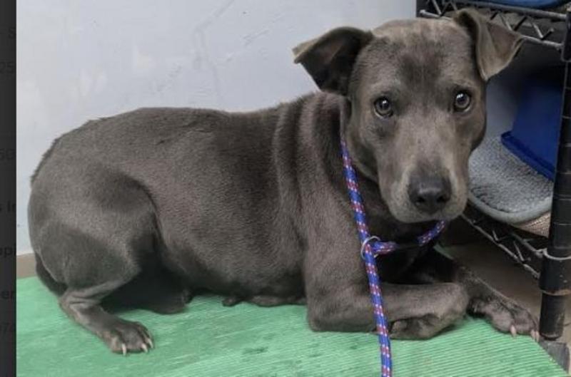 Lee County Animal Services Adoption Search Results