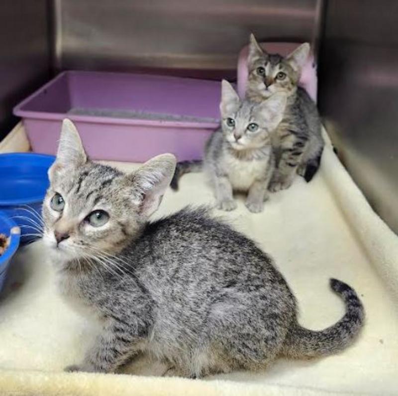 Lee County Animal Services Adoption Search Results