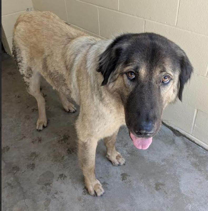 Lee County Animal Services Adoption Search Results