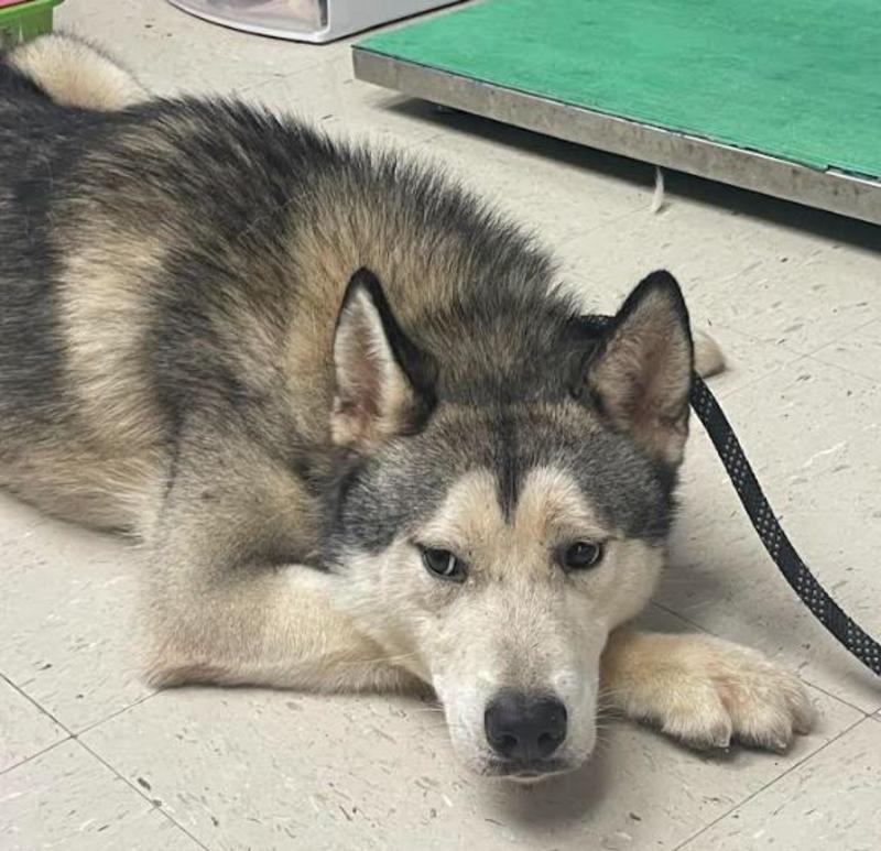 Lee County Animal Services Adoption Search Results