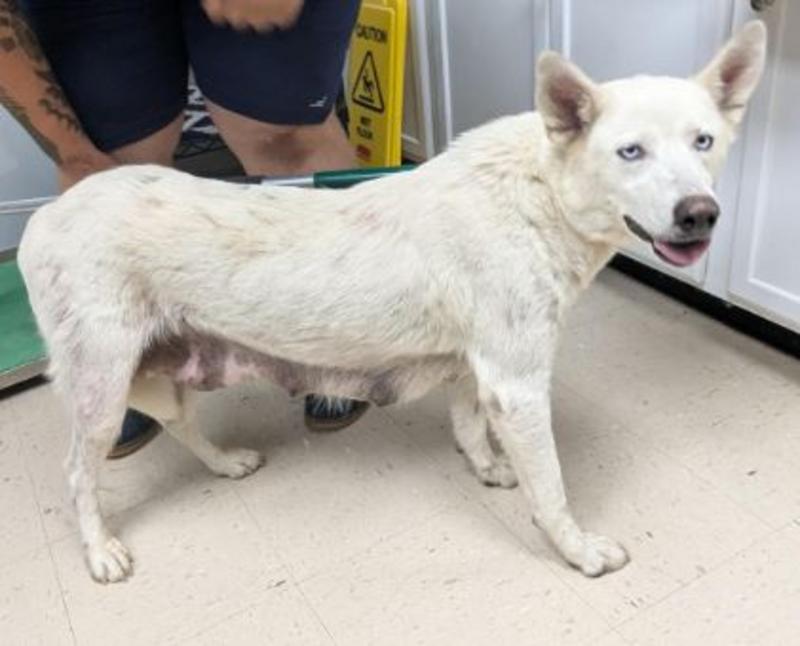 Lee County Animal Services Adoption Search Results