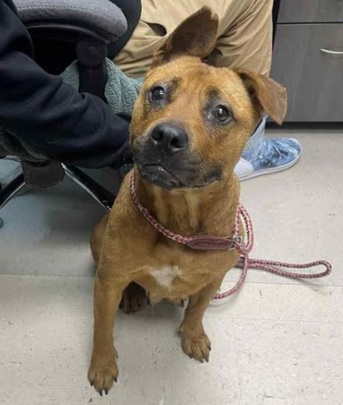 Lee County Animal Services Adoption Search Results