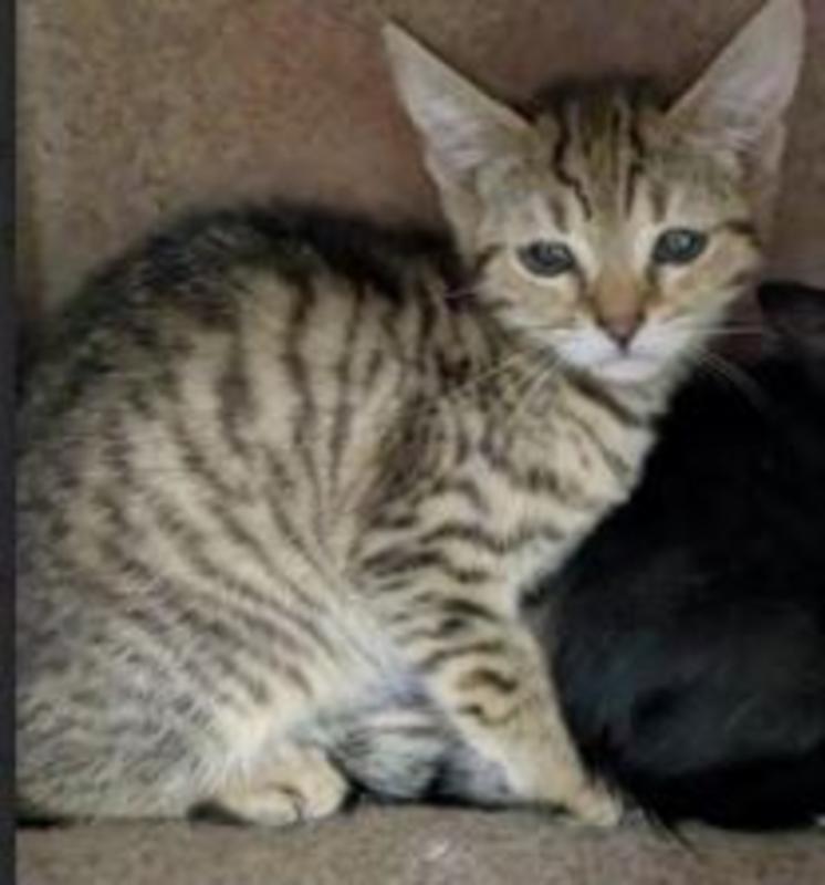 Lee County Animal Services Adoption Search Results
