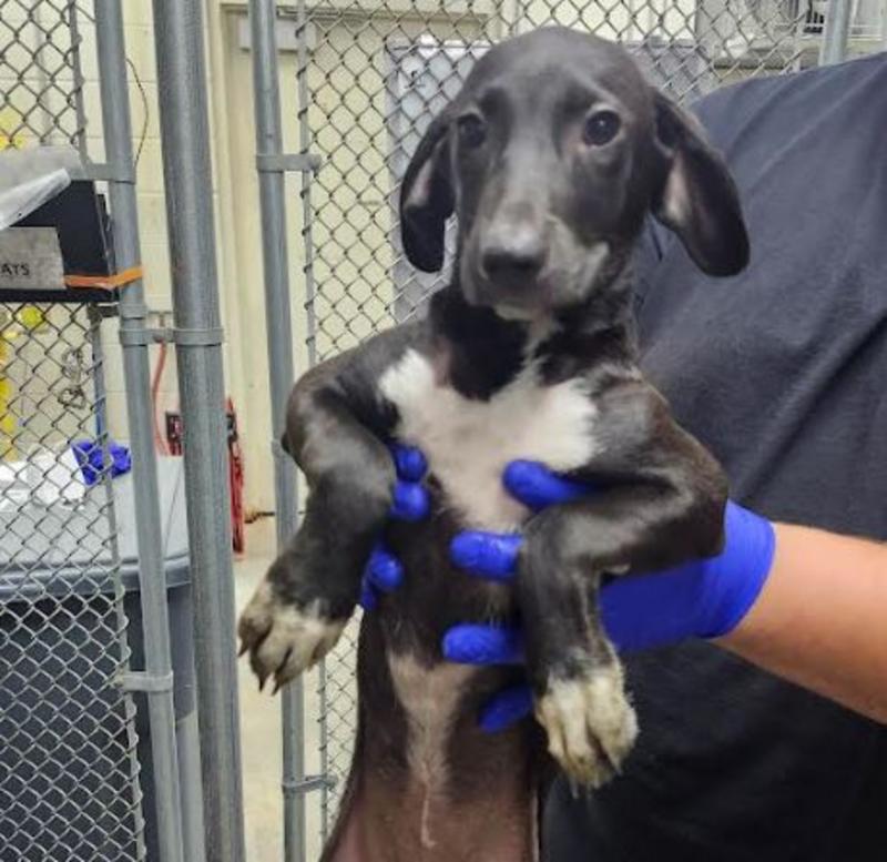 Lee County Animal Services Adoption Search Results