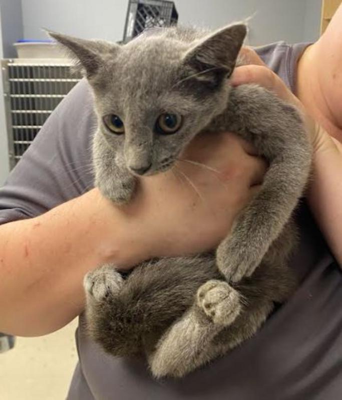Lee County Animal Services Adoption Search Results