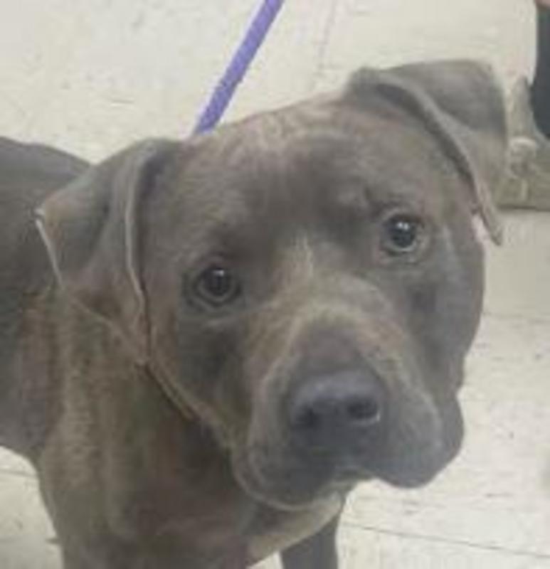 Lee County Animal Services Adoption Search Results