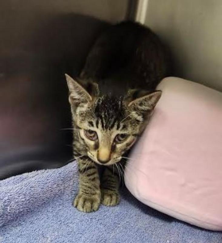 Lee County Animal Services Adoption Search Results