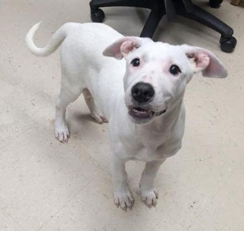 Lee County Animal Services Adoption Search Results