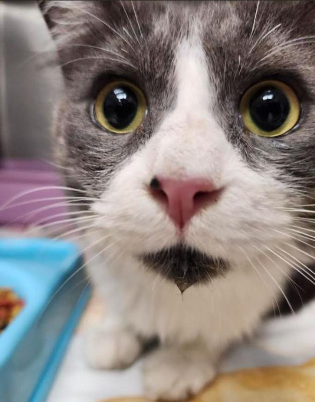 Lee County Animal Services Adoption Search Results