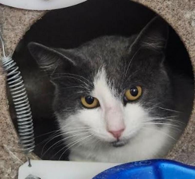 Lee County Animal Services Adoption Search Results