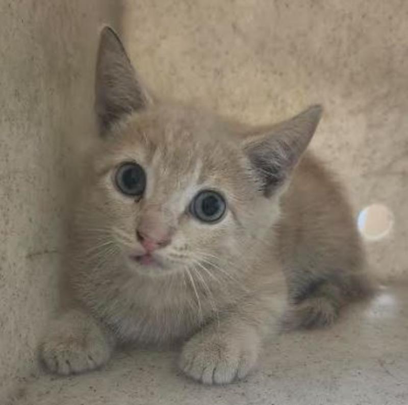 Lee County Animal Services Adoption Search Results