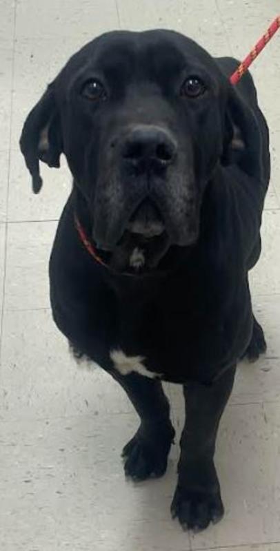 Lee County Animal Services Adoption Search Results