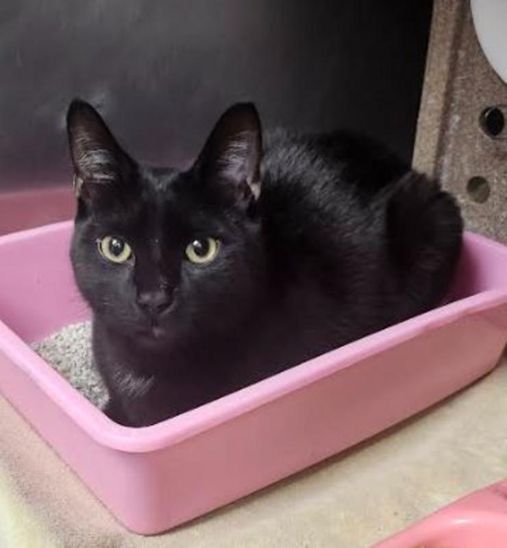 Lee County Animal Services Adoption Search Results