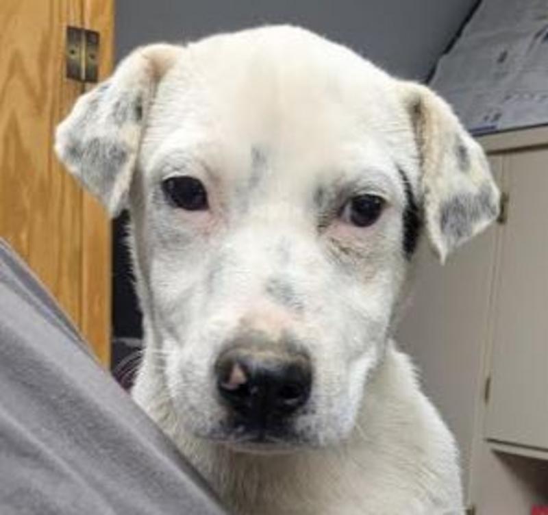 Lee County Animal Services Adoption Search Results