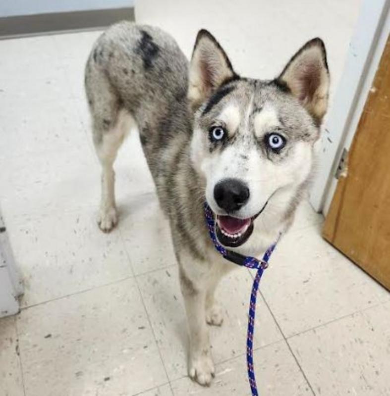 Lee County Animal Services Adoption Search Results
