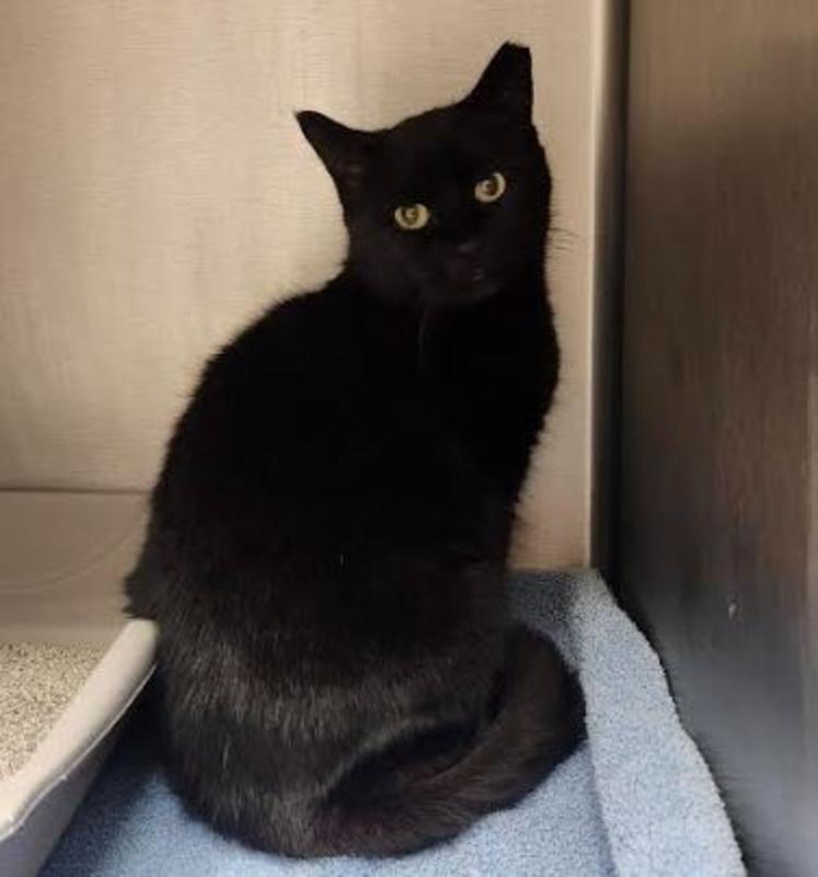 Lee County Animal Services Adoption Search Results
