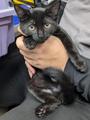Lee County Animal Services Adoption Search Results